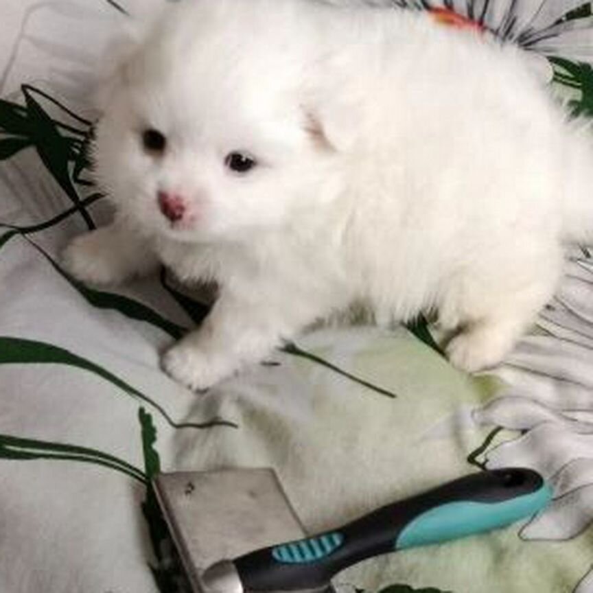 Померанский шпиц, щенок