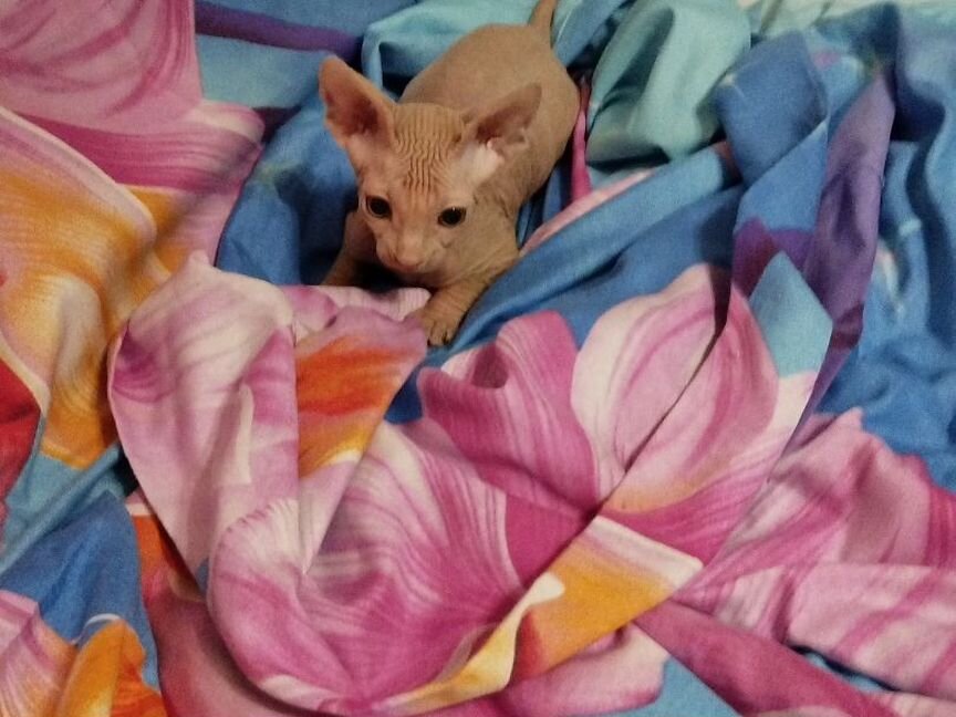 Донской сфинкс котята в новосибирске