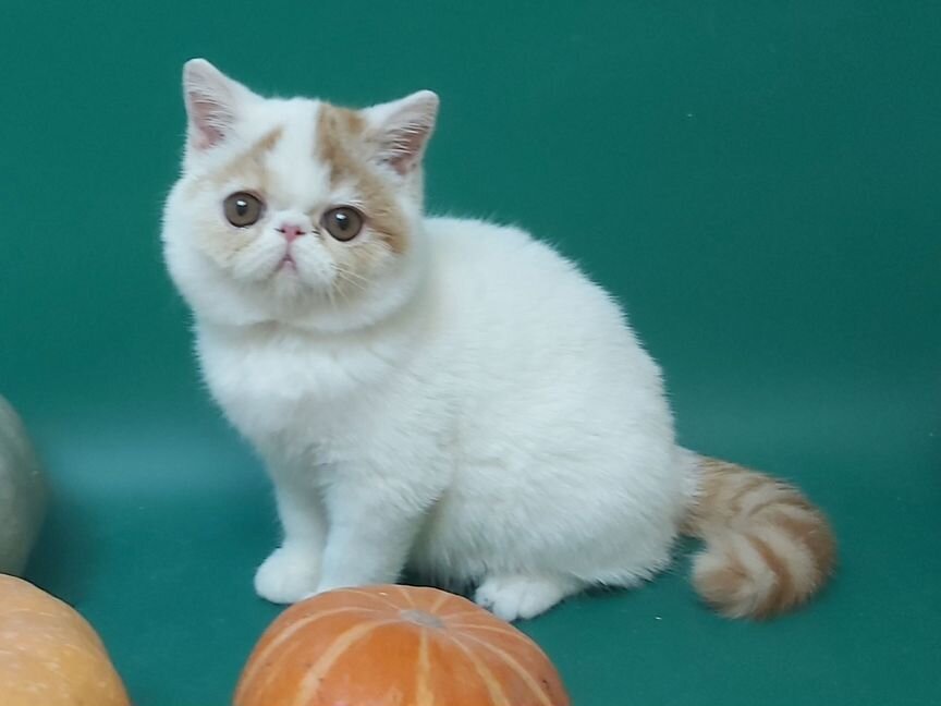 Экзотический котейка