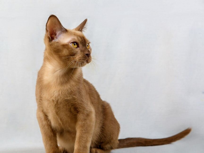 Бурманский котенок 4 мес