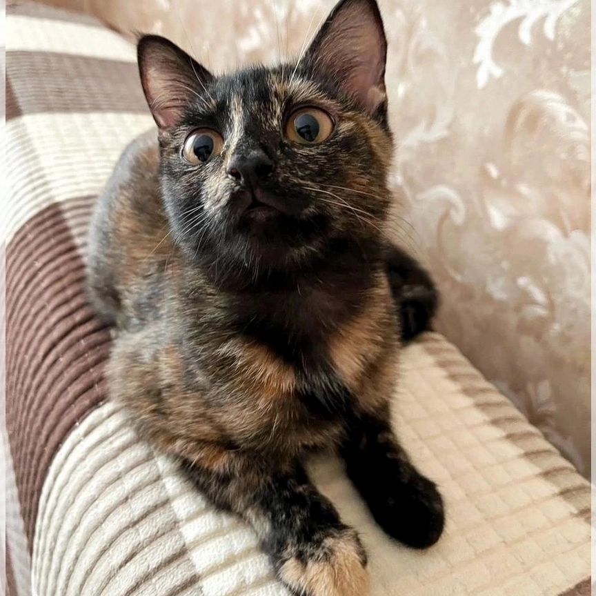 Котенок девочка
