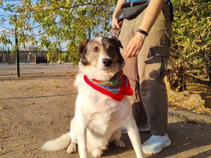 Лютик ждёт вас