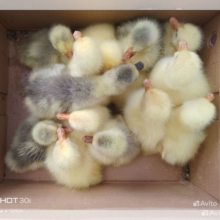 Гусята суточные
