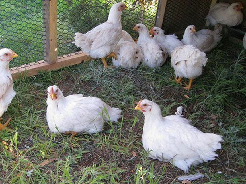 Куры бройлеры