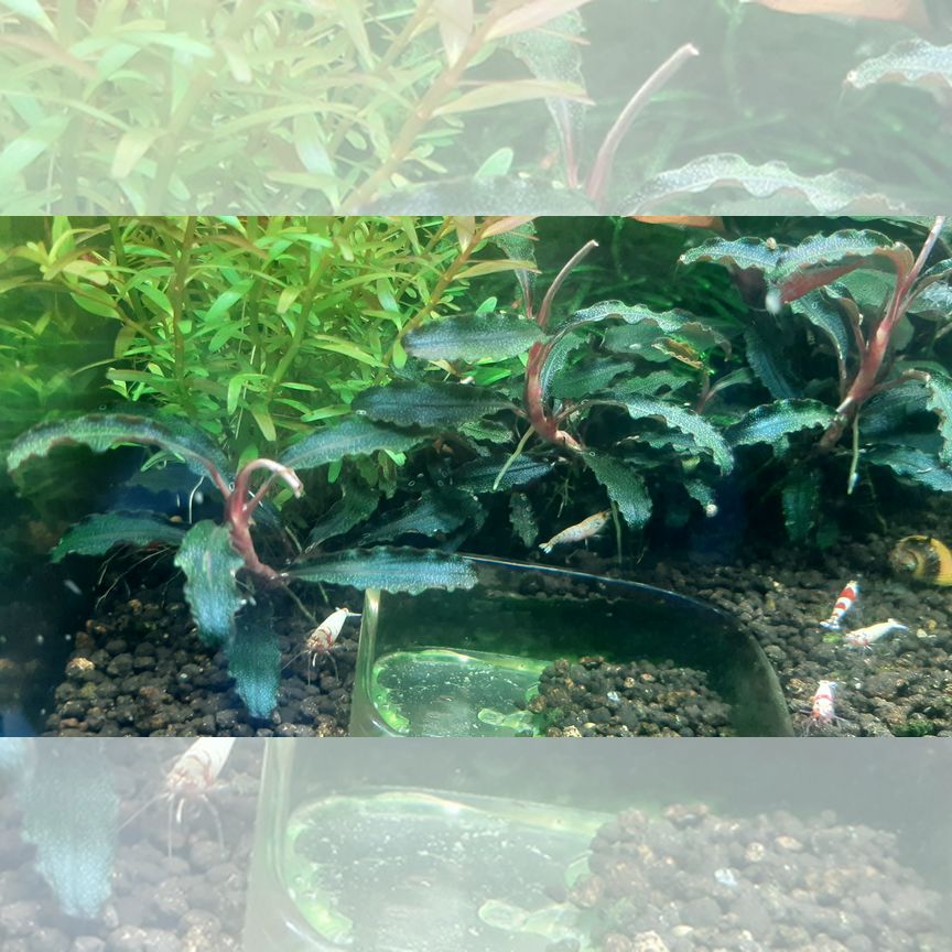 Буцефаландра