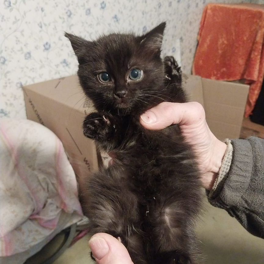 Котята 2 месяца в добрые руки