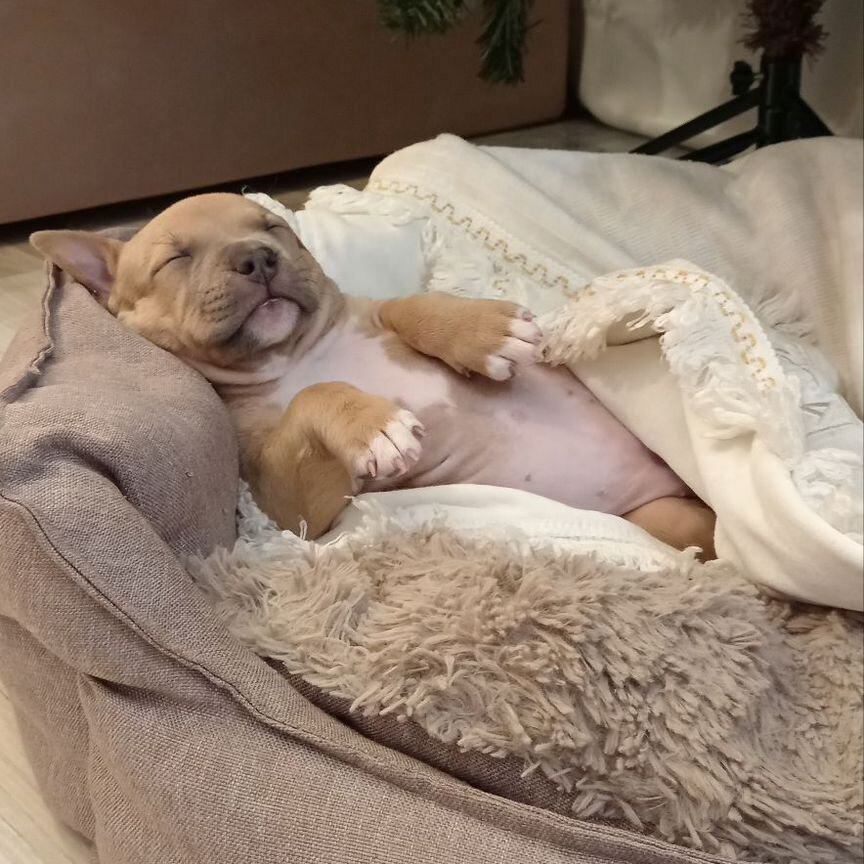 Стаффордширский терьер