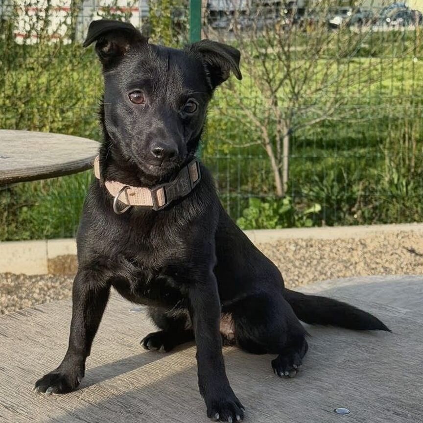 Щенок в добрые руки