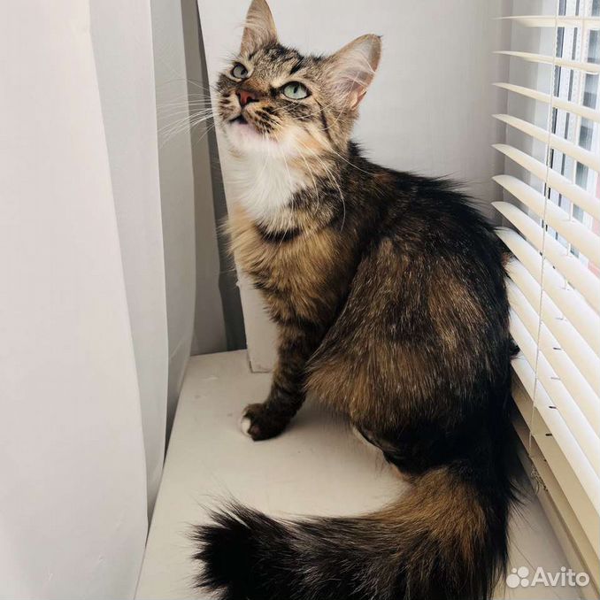 Лапка ищет дом