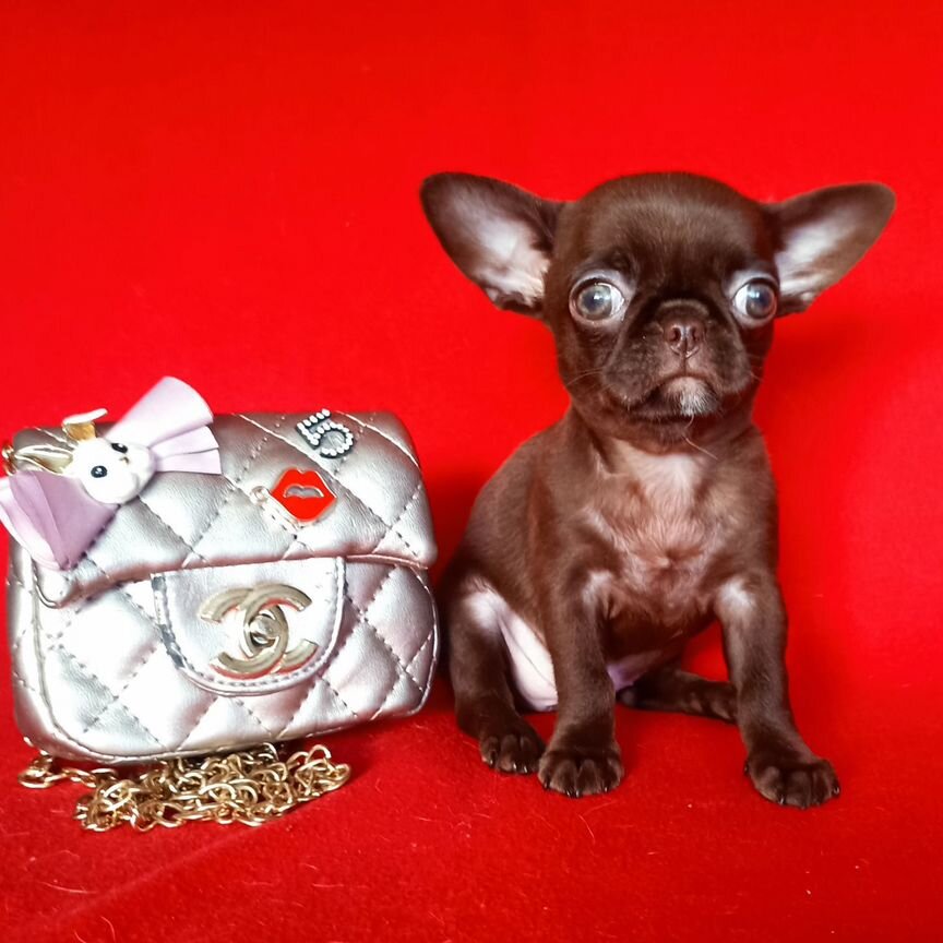 Девочка чихуахуа