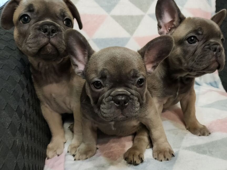 Щенки Французского бульдога