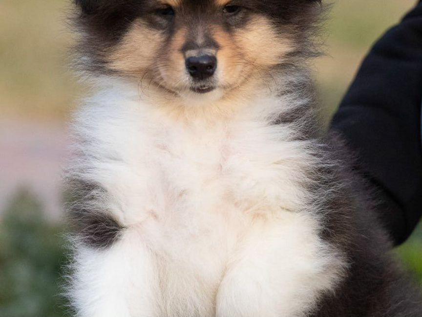 Щенок колли