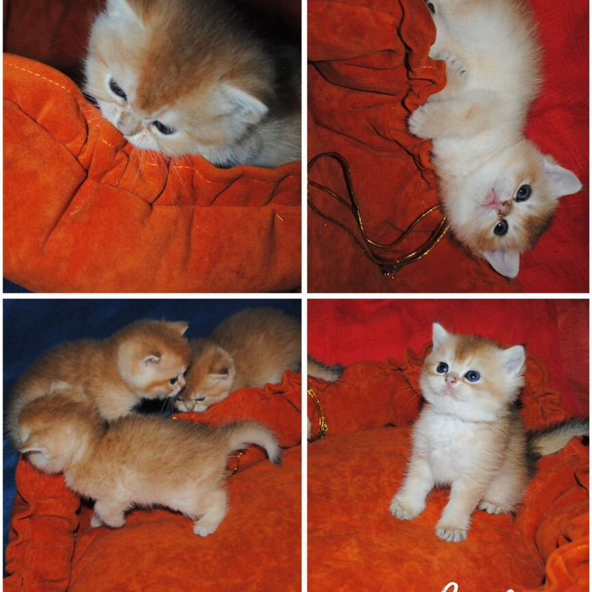 Котята золотая шиншилла