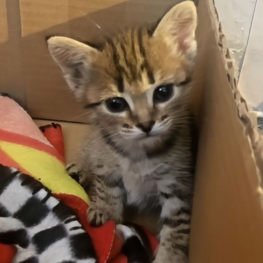 Котёнок в добрые руки
