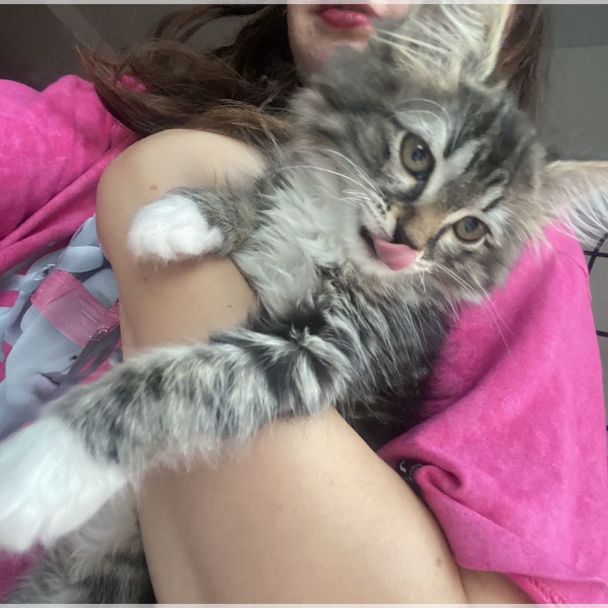 Котенок в добрые руки