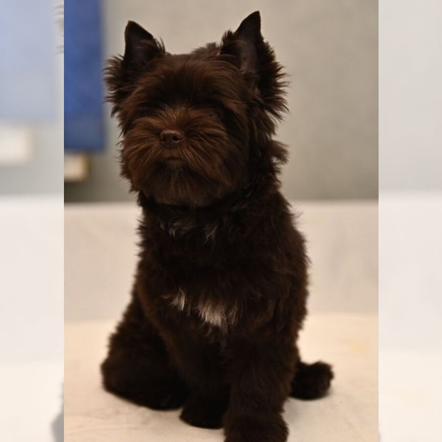 Шоколадный Йорк мальчик