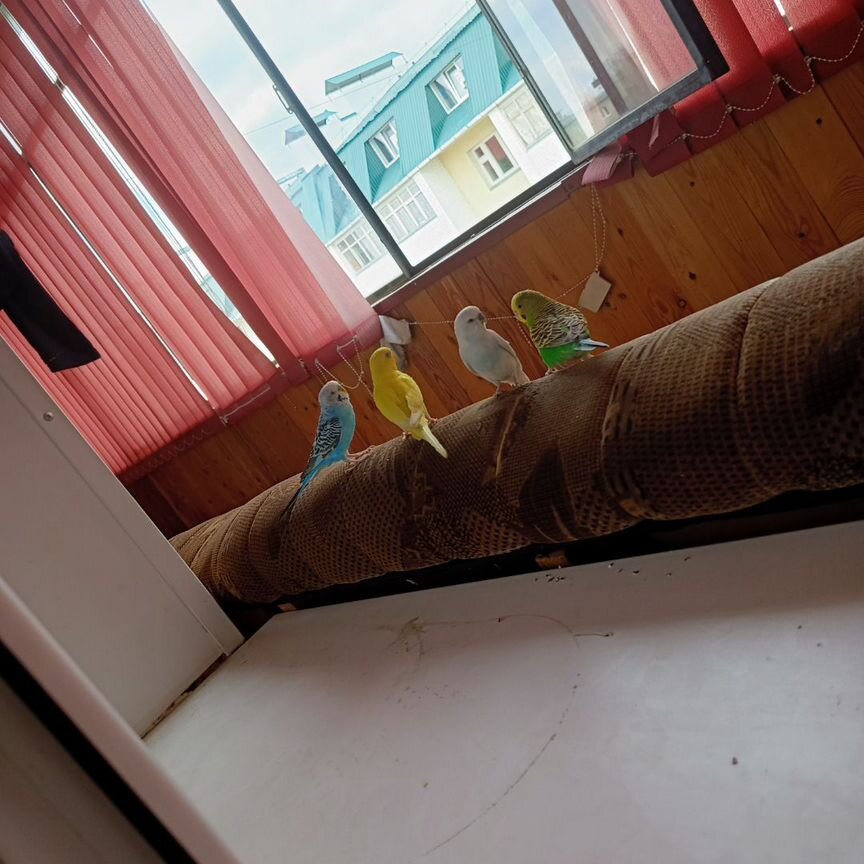 Волнистый попугай с клеткой