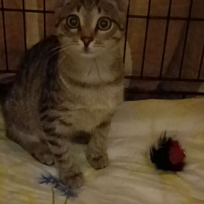 Котенок в добрые руки