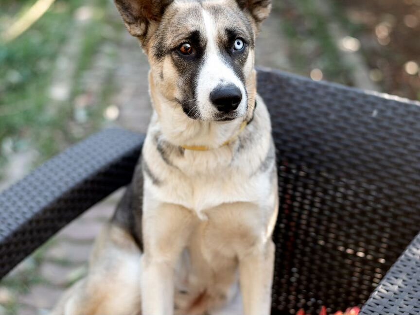 Хаски разноглазая красавица