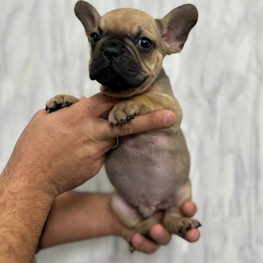 Французский бульдог, щенок
