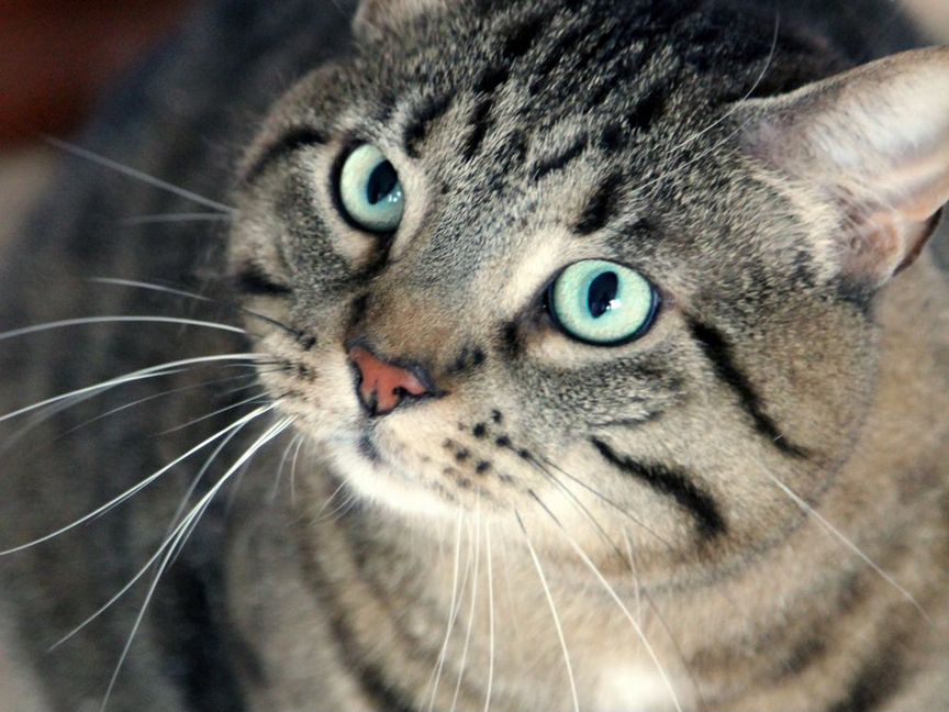 Ласковый кот в добрые руки