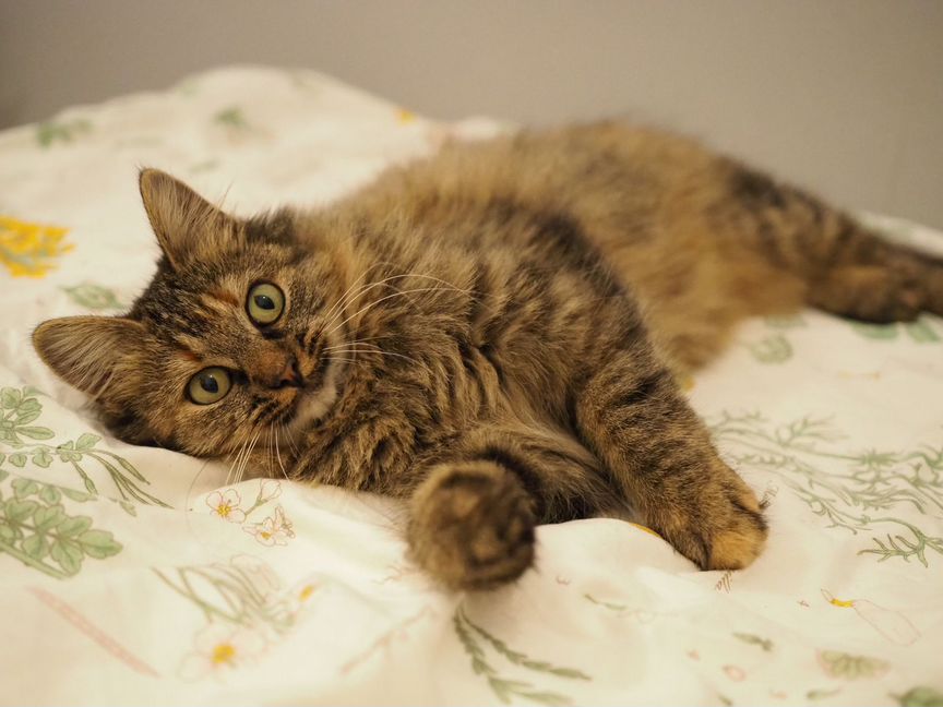 Котенок в добрые руки