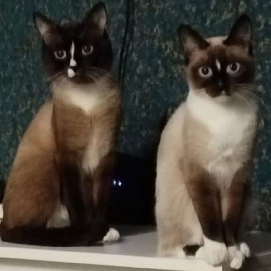 Сиамский котёнок