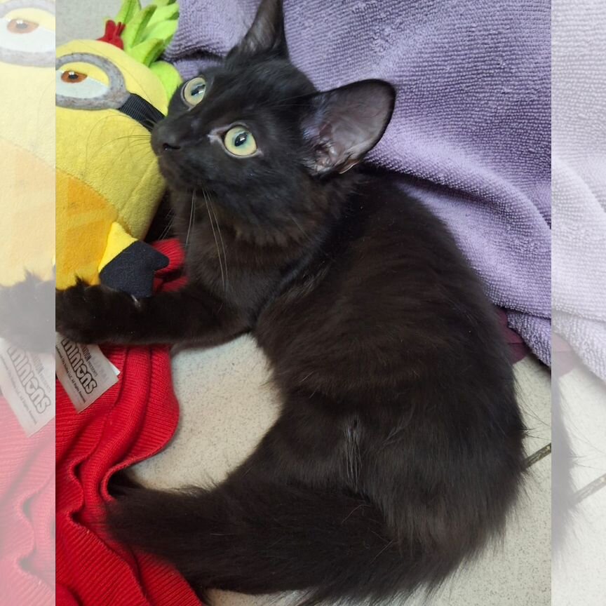 Котёнок в добрые руки