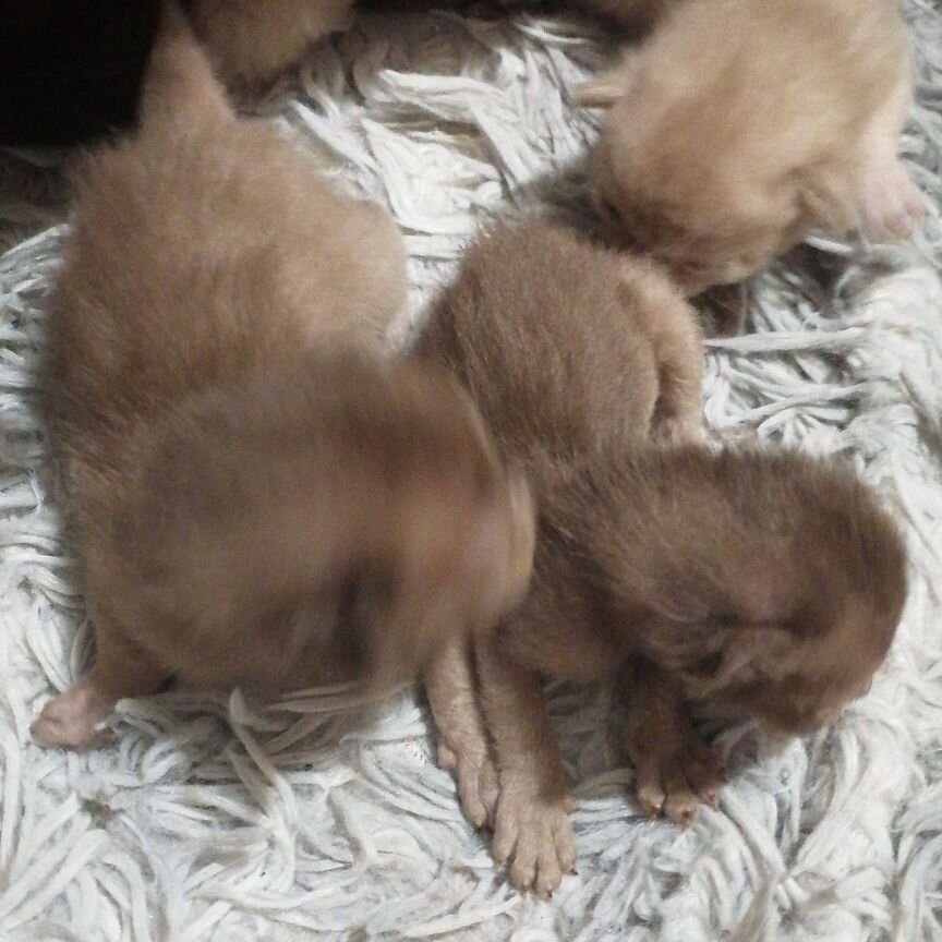 Европейская бурманская, взрослая кошка