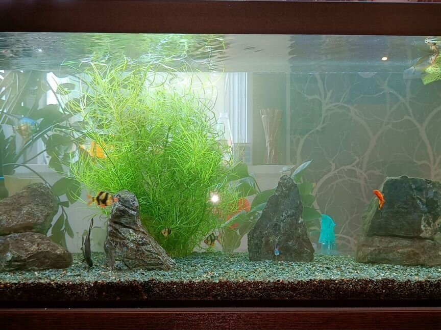 Аквариум с рыбками