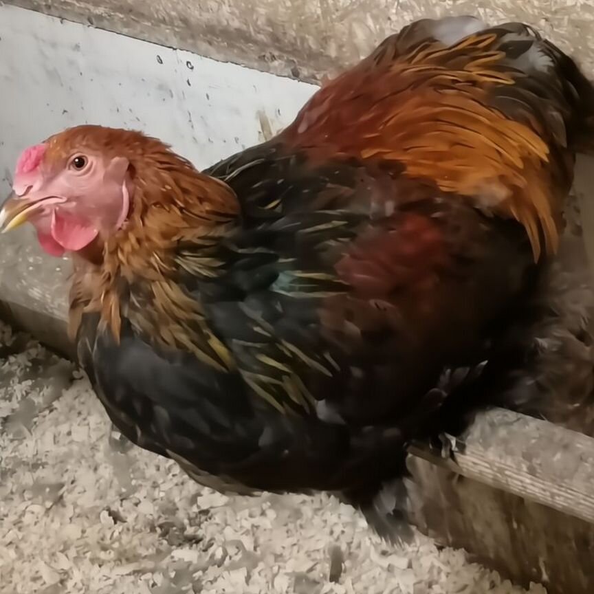 Куры петухи