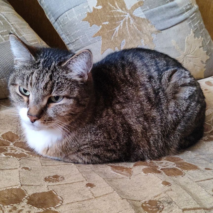 Взрослый кот в добрые руки