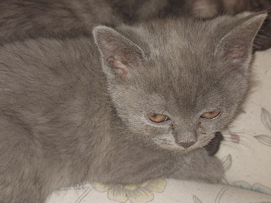 Шотландские котята