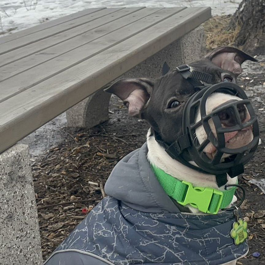 Намордник для собак