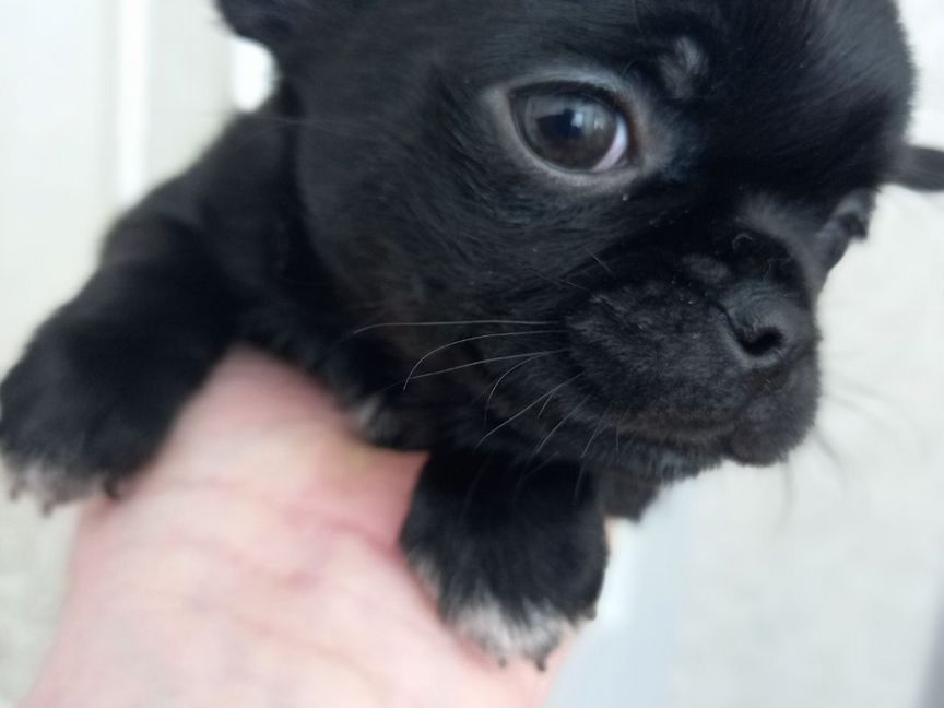 Щенки чихуахуа