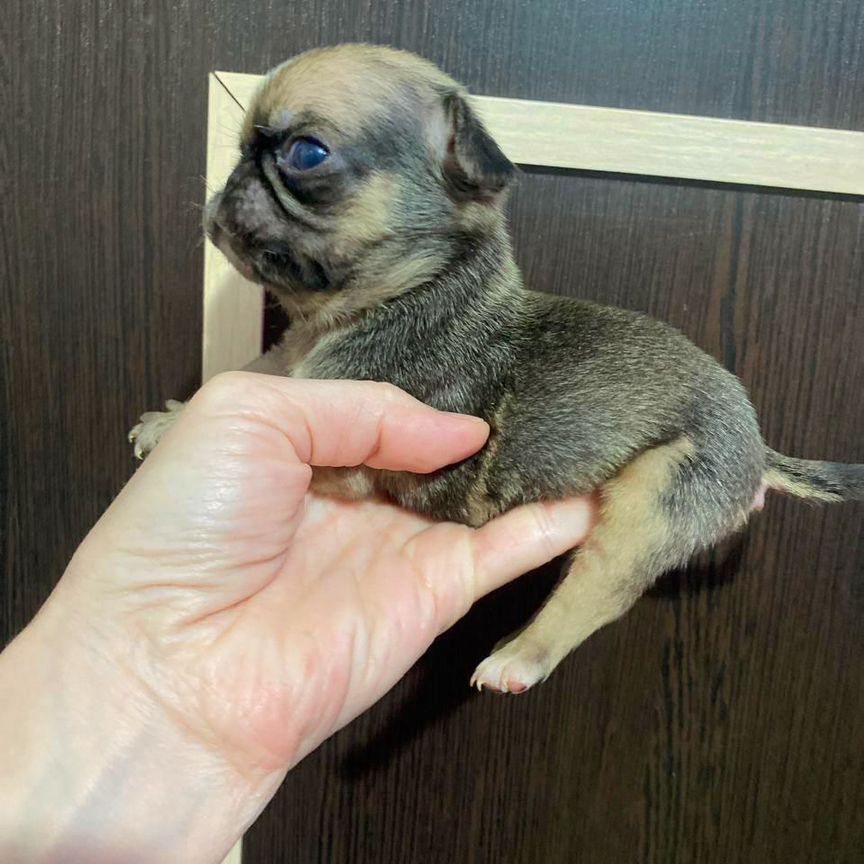 Мини мопсик