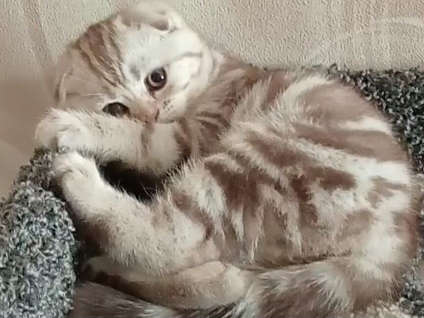 Шотландская вислоухая девочка