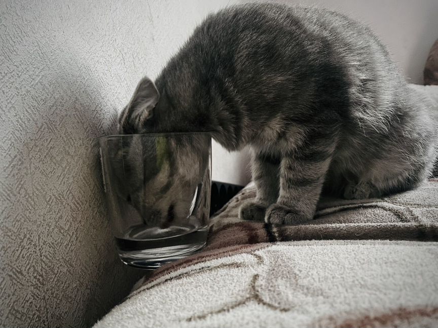 Котенок-засранка В очень богатые руки