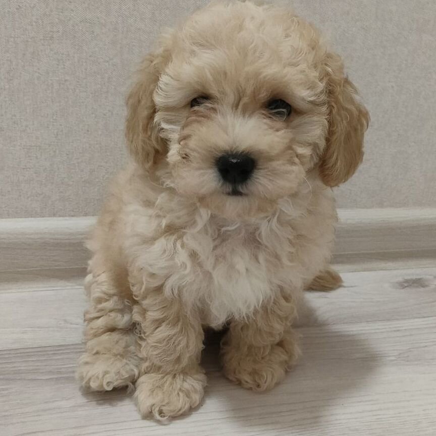 Мальтипу, щенок