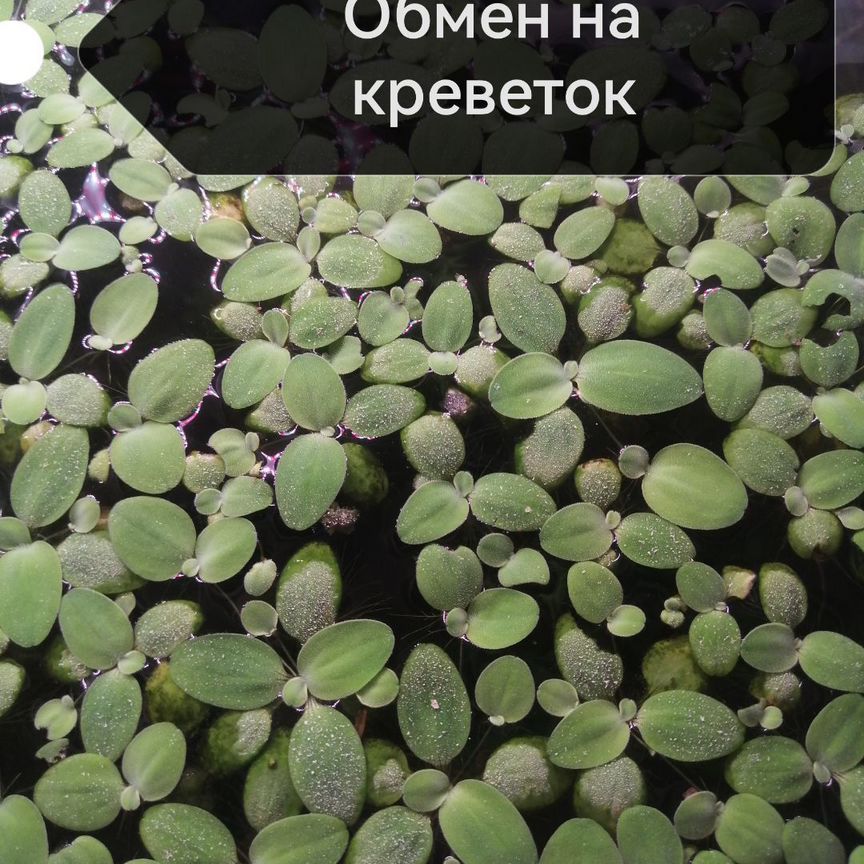 Обмен на креветок