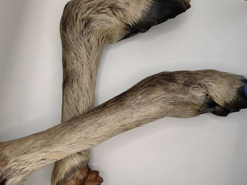 Сушеное лакомство для собак, лосиная нога