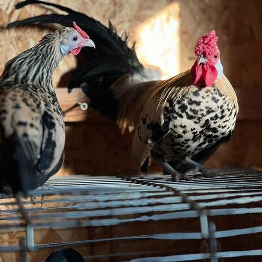 Куры петухи