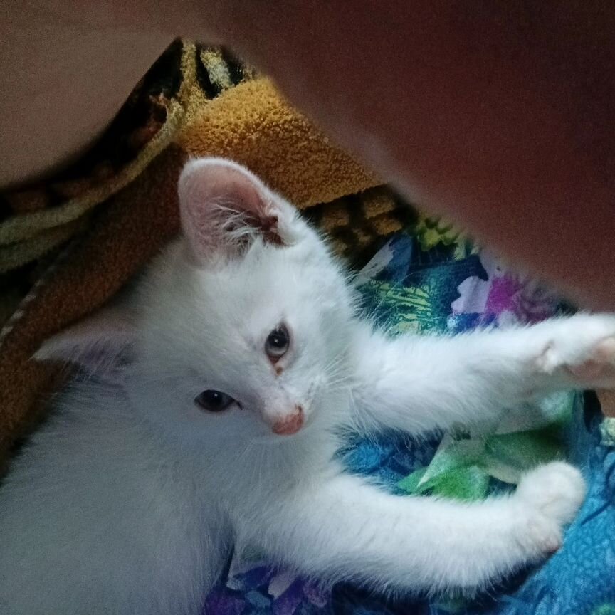 Кошечка в хорошие руки