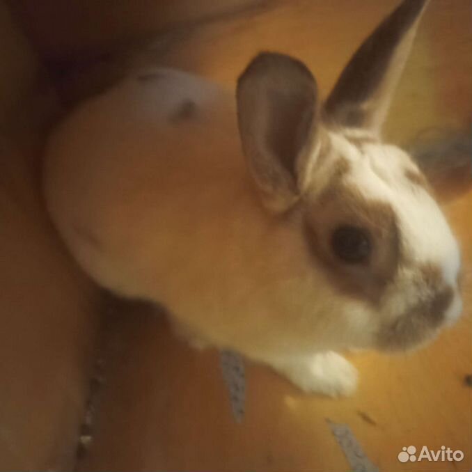 Кролик мальчик Лютик в добрые руки