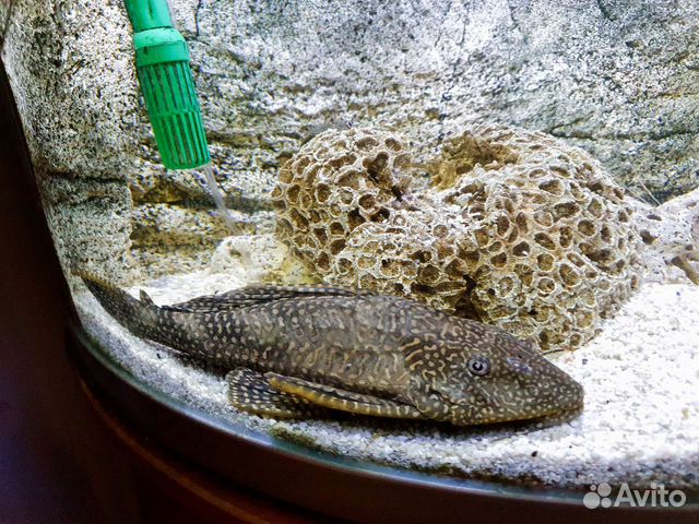 Сом птеригоплихт 30см