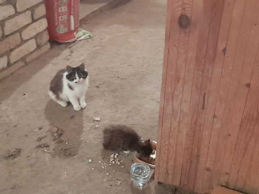 Кошка с котенком в дар