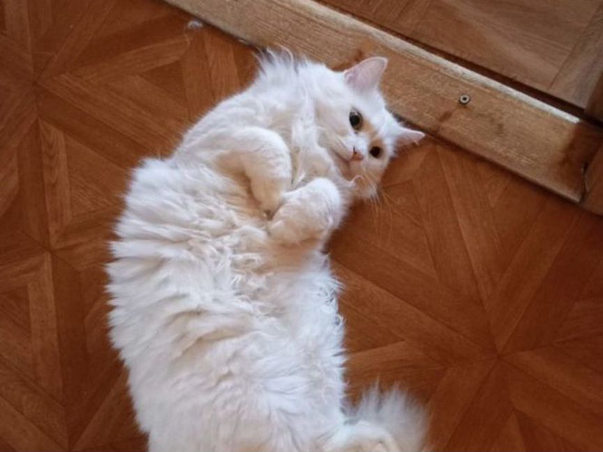 Кошка Турецкая ангора