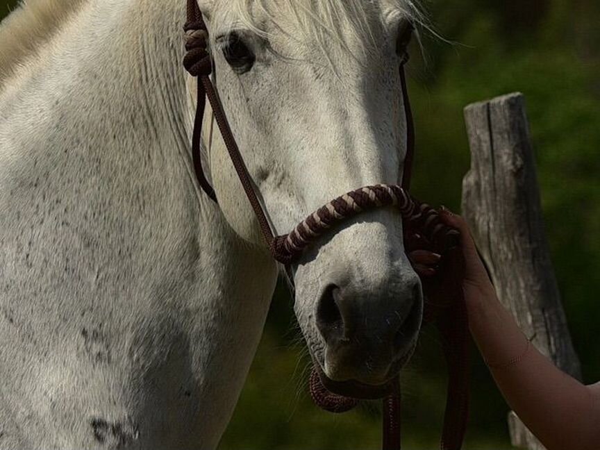 Веревочный недоуздок с чембуром