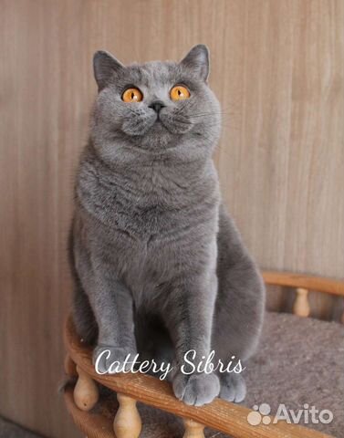 Британская кошка