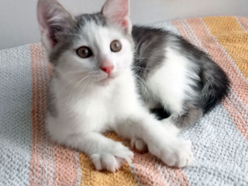 Братик и сестричка ищут уютный дом и добрых хозяев